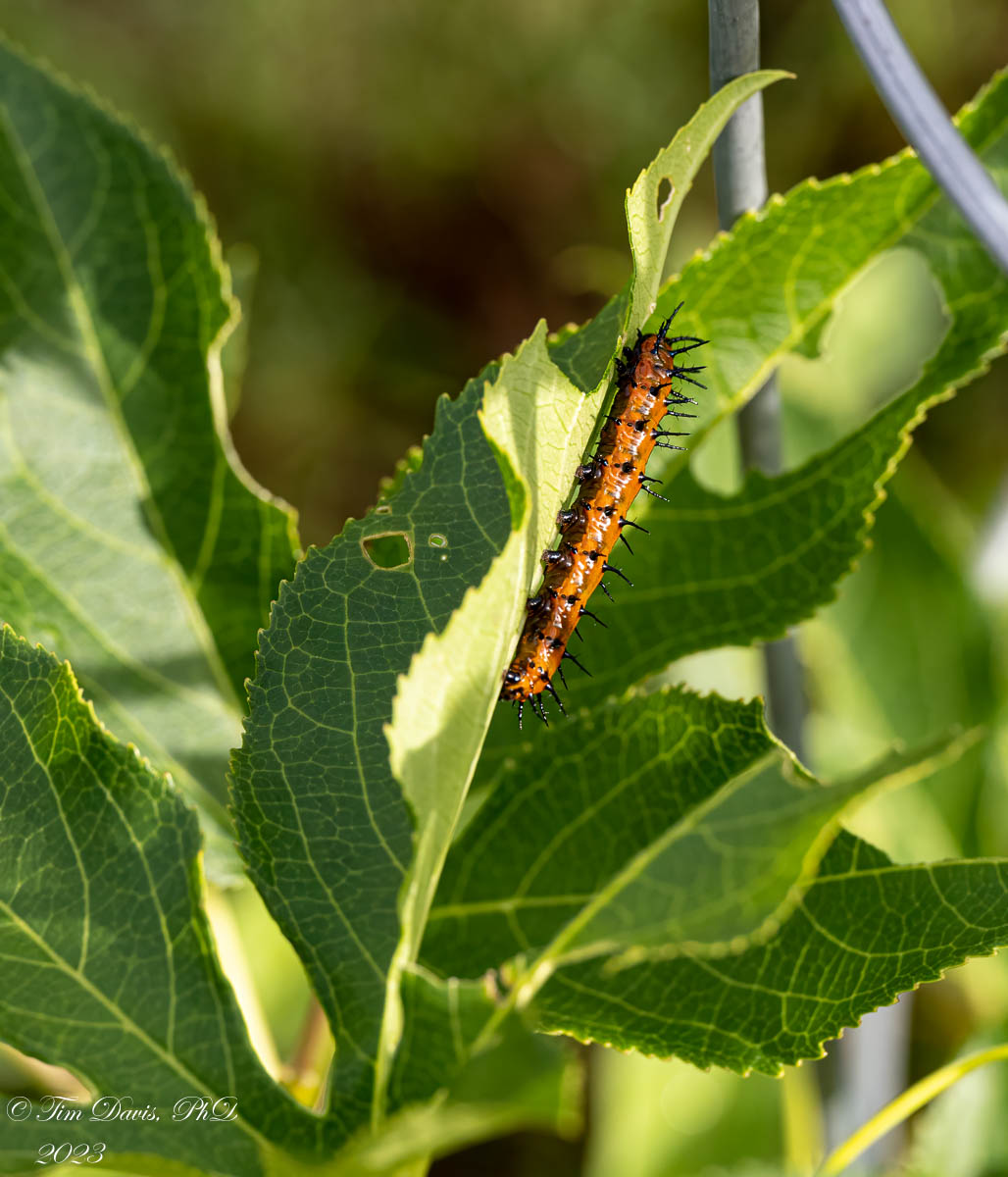 Discover the Gulf Fritillary Caterpillar: A Journey of Transformation ...