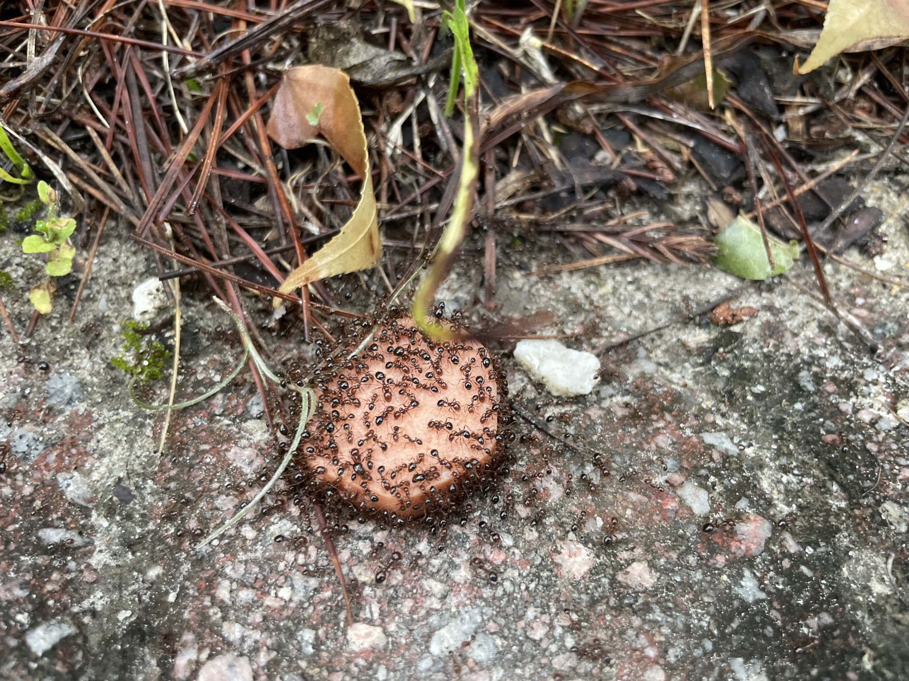 Hints for Effective Fire Ant Bait Treatments | Coastal Georgia ...