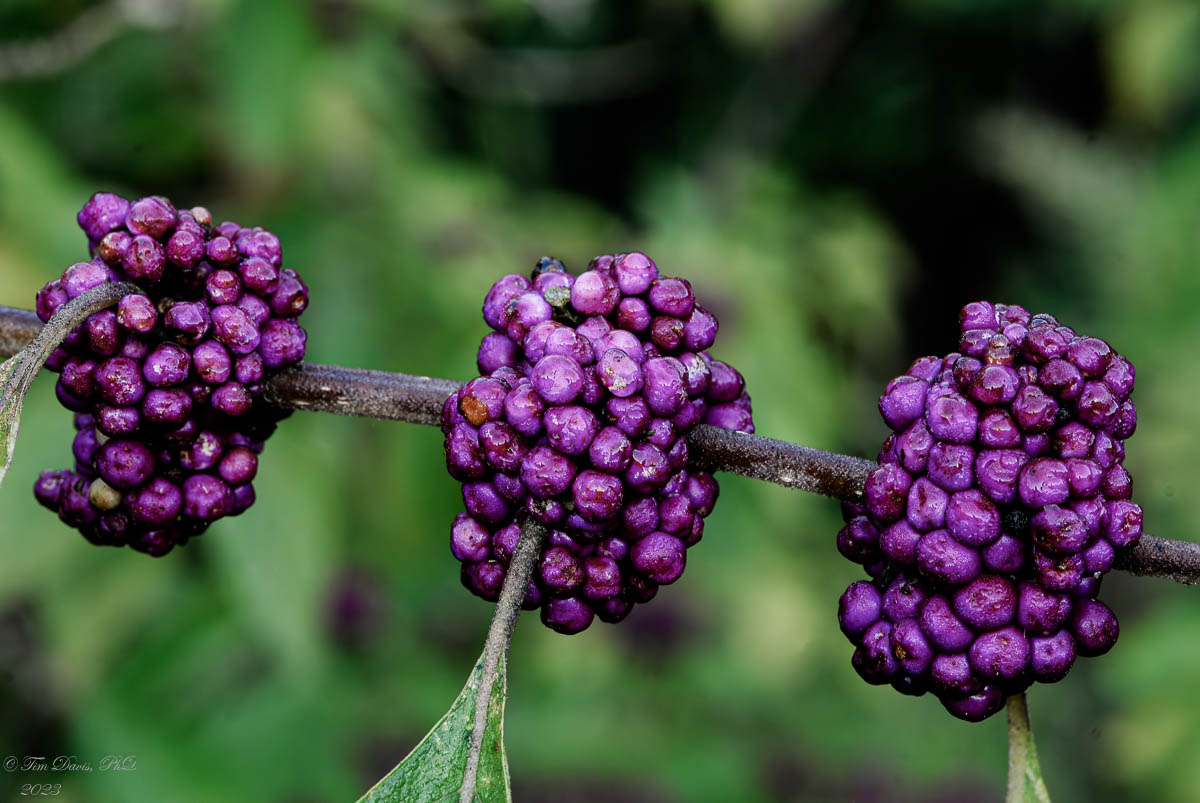 Beautyberry: The Hidden Gem of Native American Shrubs | Coastal Georgia ...