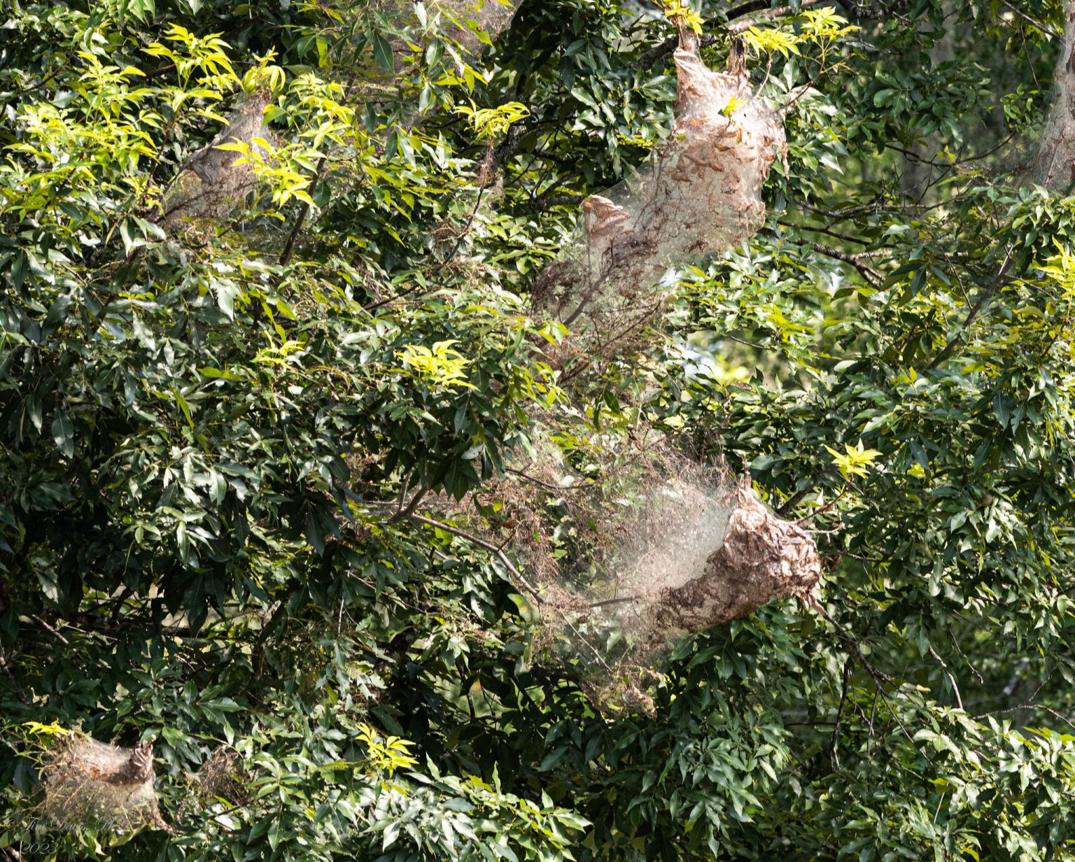 The Fall Webworm (Hyphantria cunea) in the Southeastern United States ...