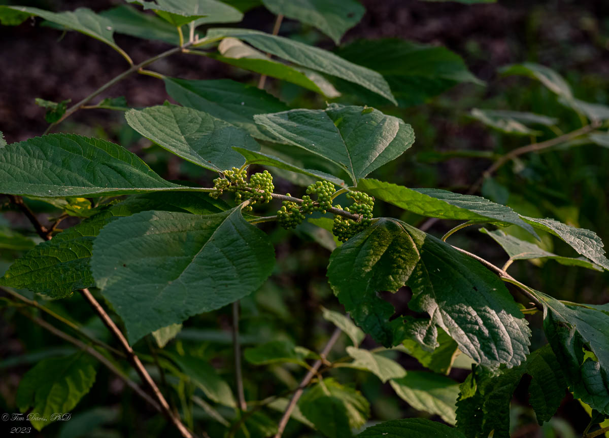 Beautyberry: The Hidden Gem of Native American Shrubs | Coastal Georgia ...