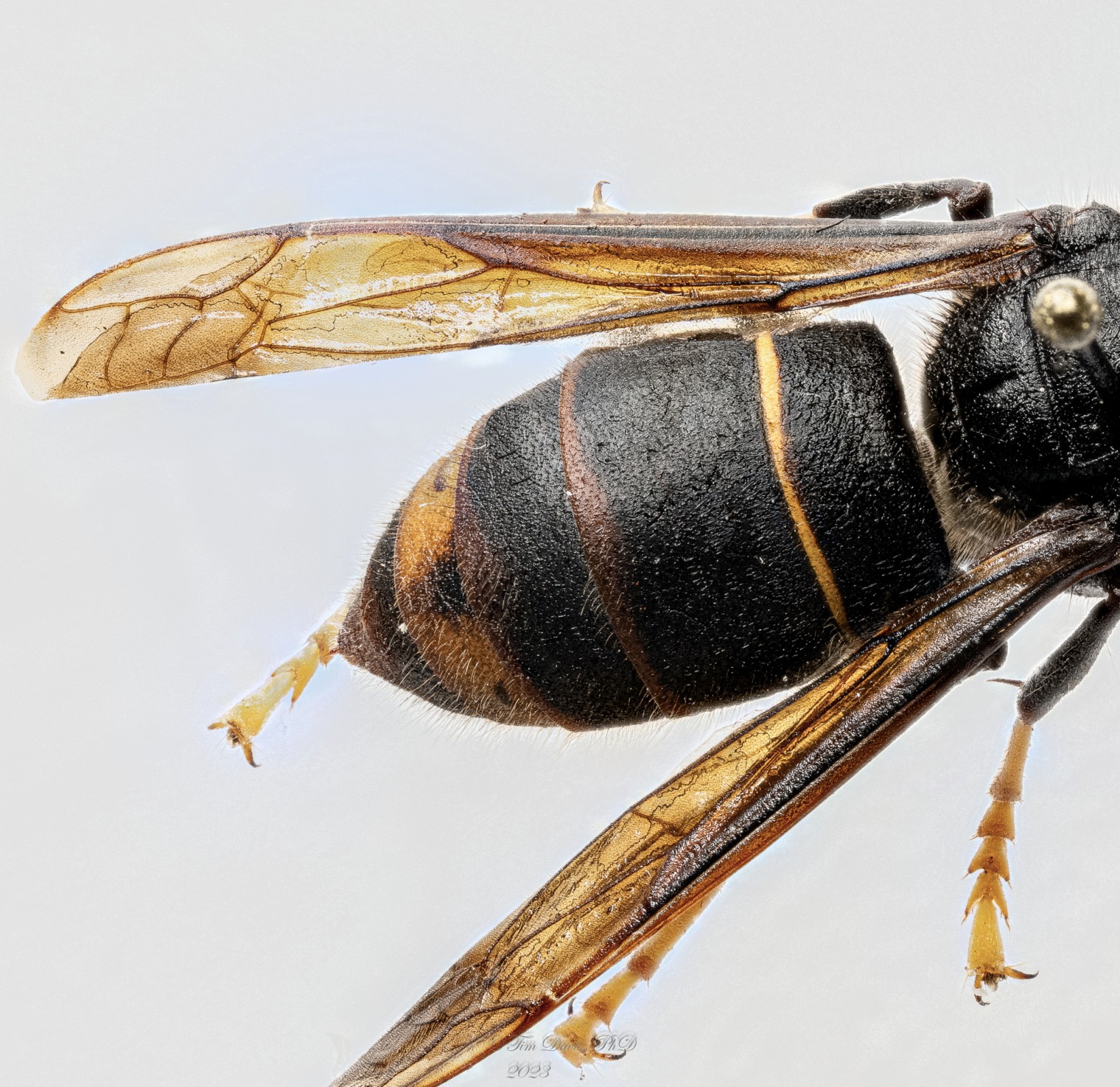 Yellow Legged Hornet – Part 1 Identification and Reporting | Coastal ...
