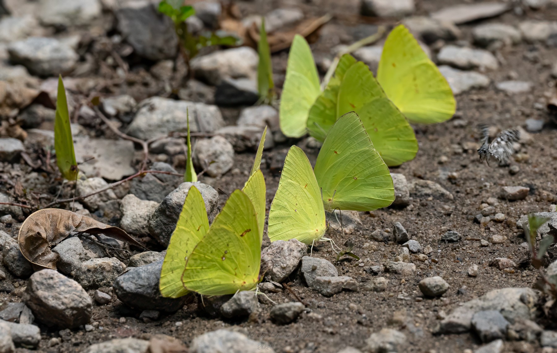 Puddling: A Butterfly’s Secret Garden of Delight | Coastal Georgia ...