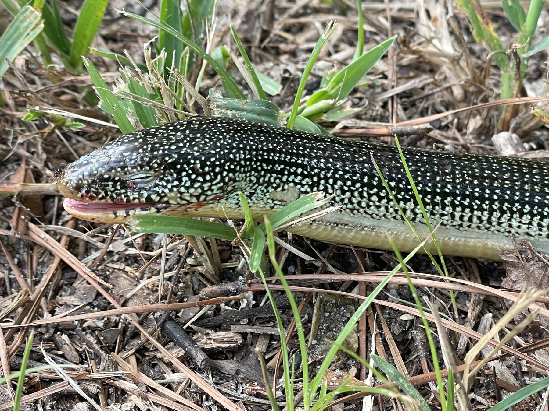 Eastern Glass Lizard: Nature’s Glass Act | Coastal Georgia Botanical ...